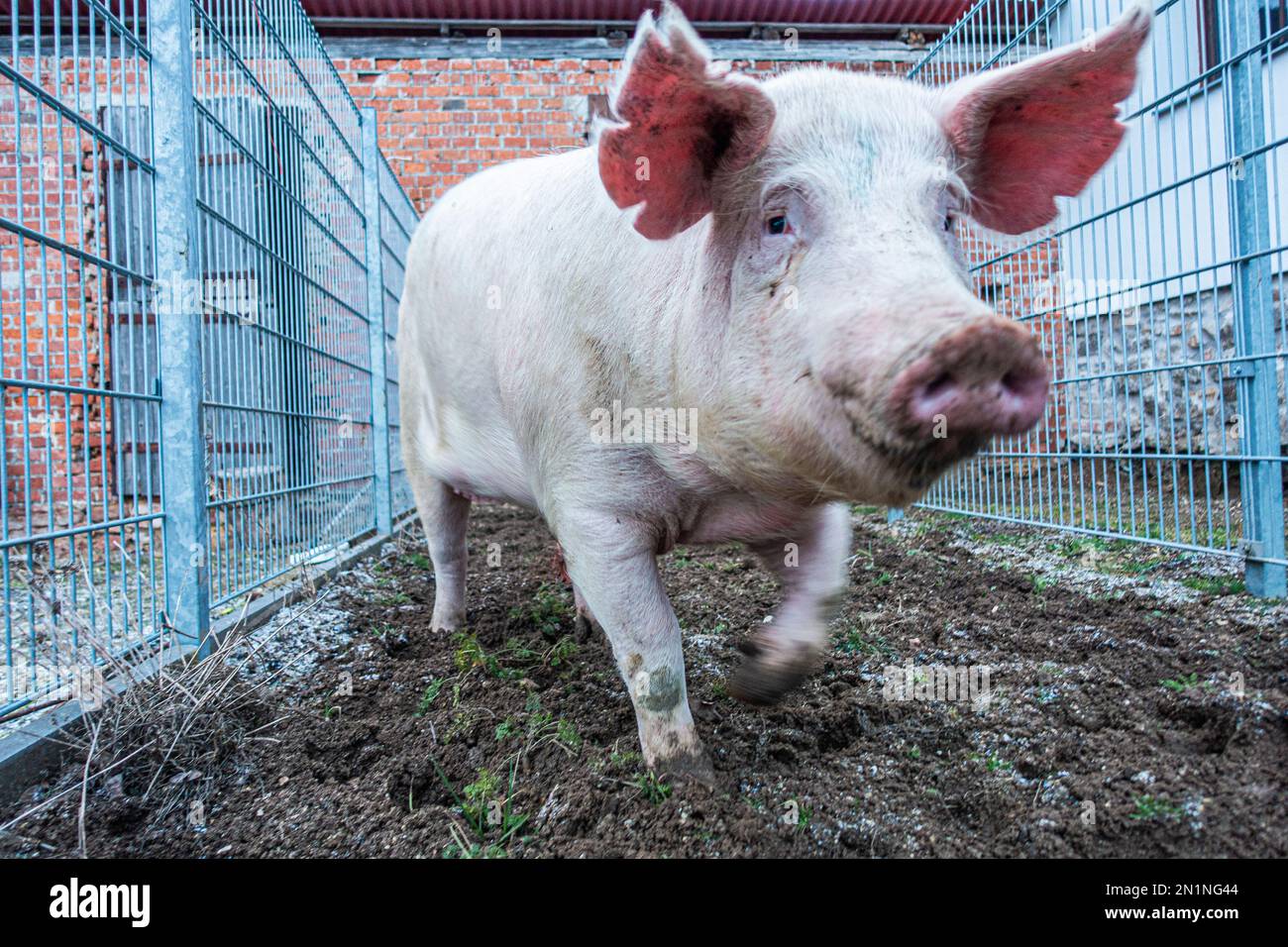 Traditional hog-killing time in Czech Republic on February 4, 2023 ...