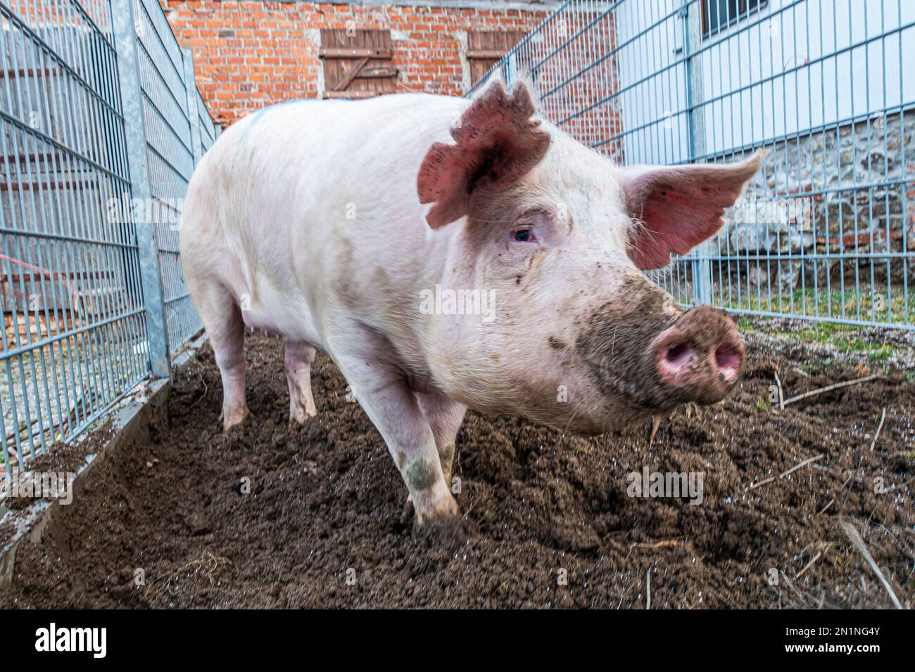 Traditional hog-killing time in Czech Republic on February 4, 2023 ...