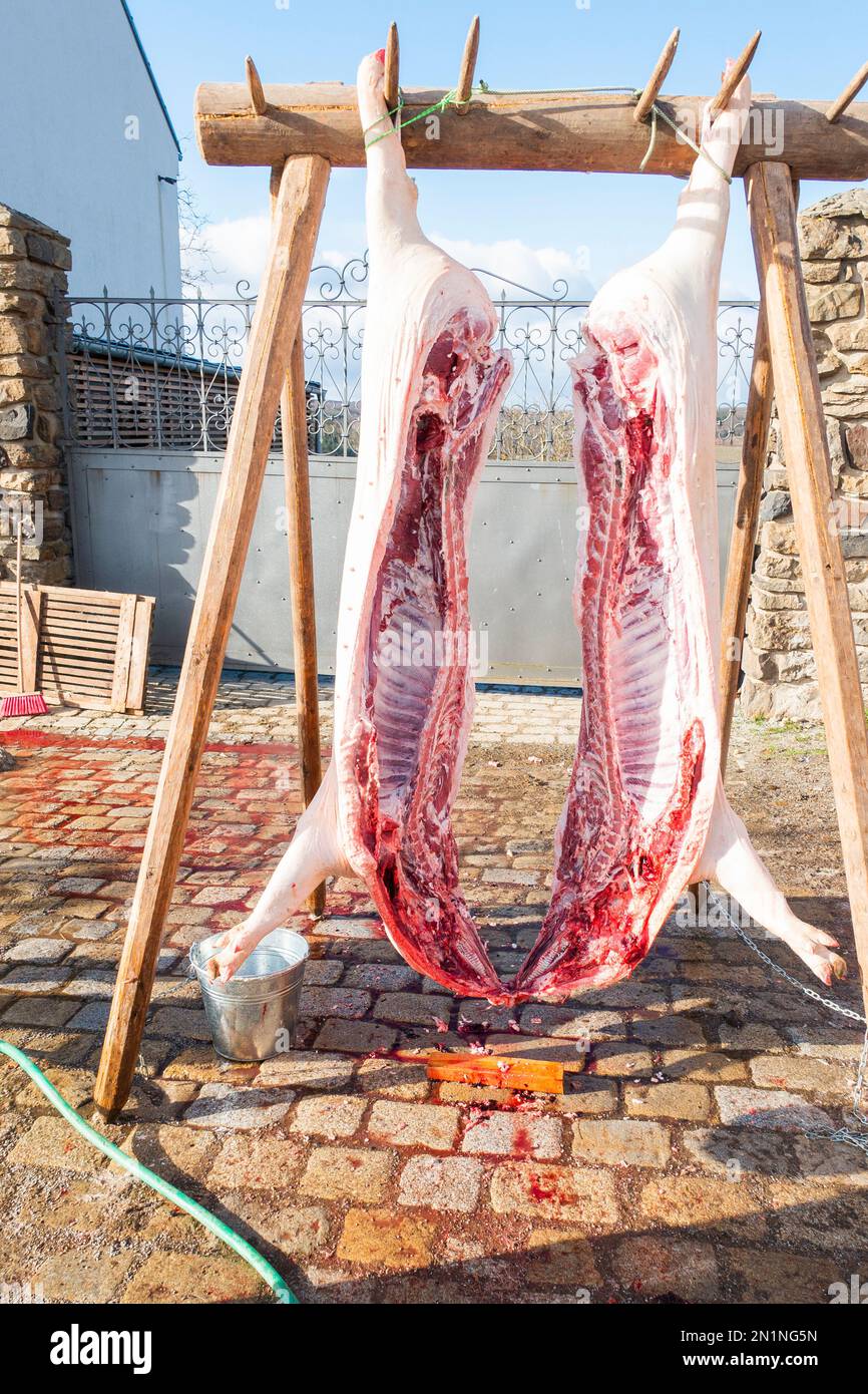 Traditional hog-killing time in Czech Republic on February 4, 2023 ...