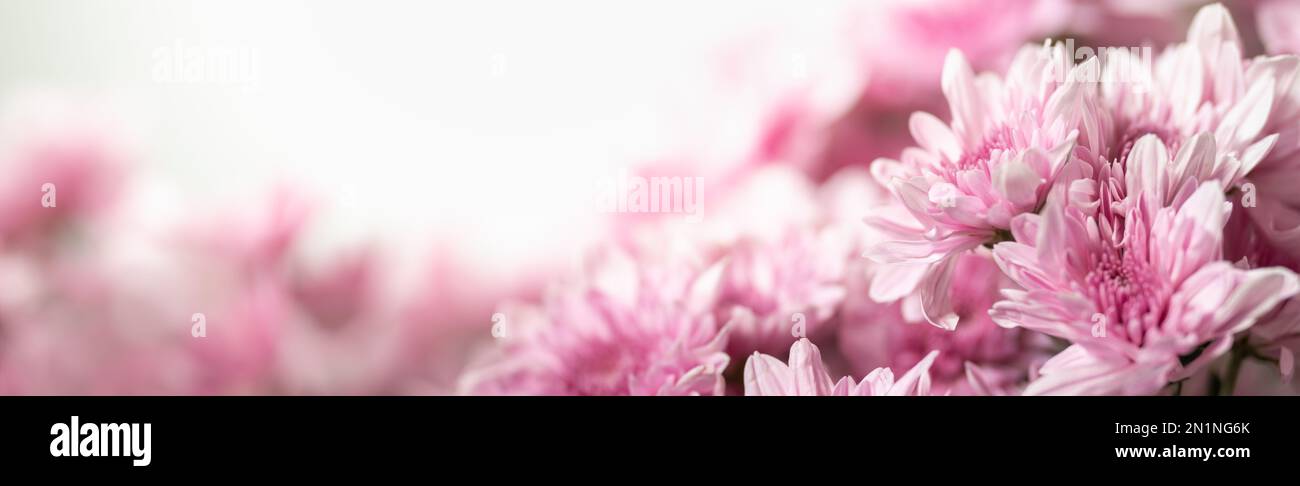 Closeup of pink Mums flower on white background with copy space using ...