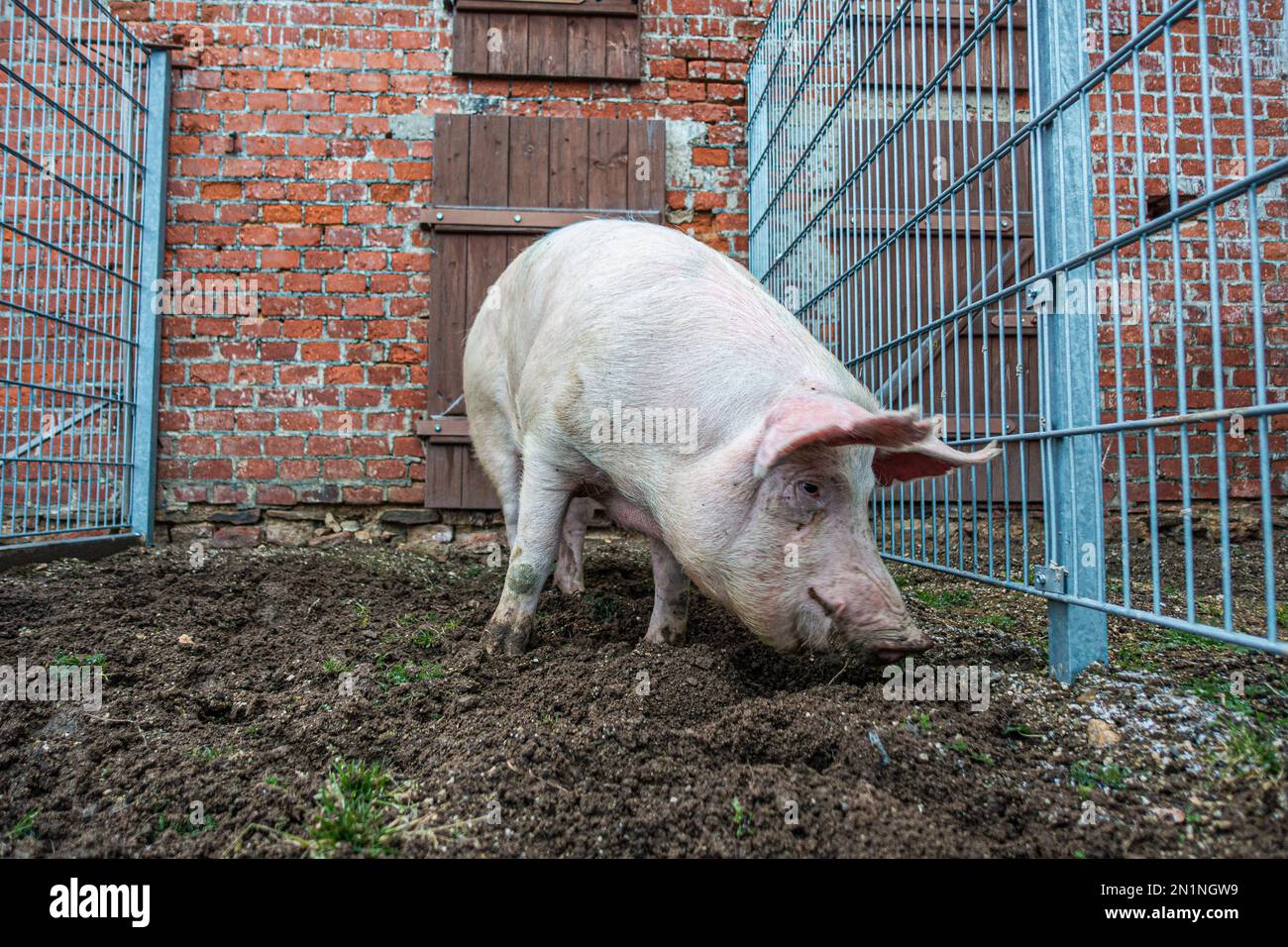 Traditional hog-killing time in Czech Republic on February 4, 2023 ...