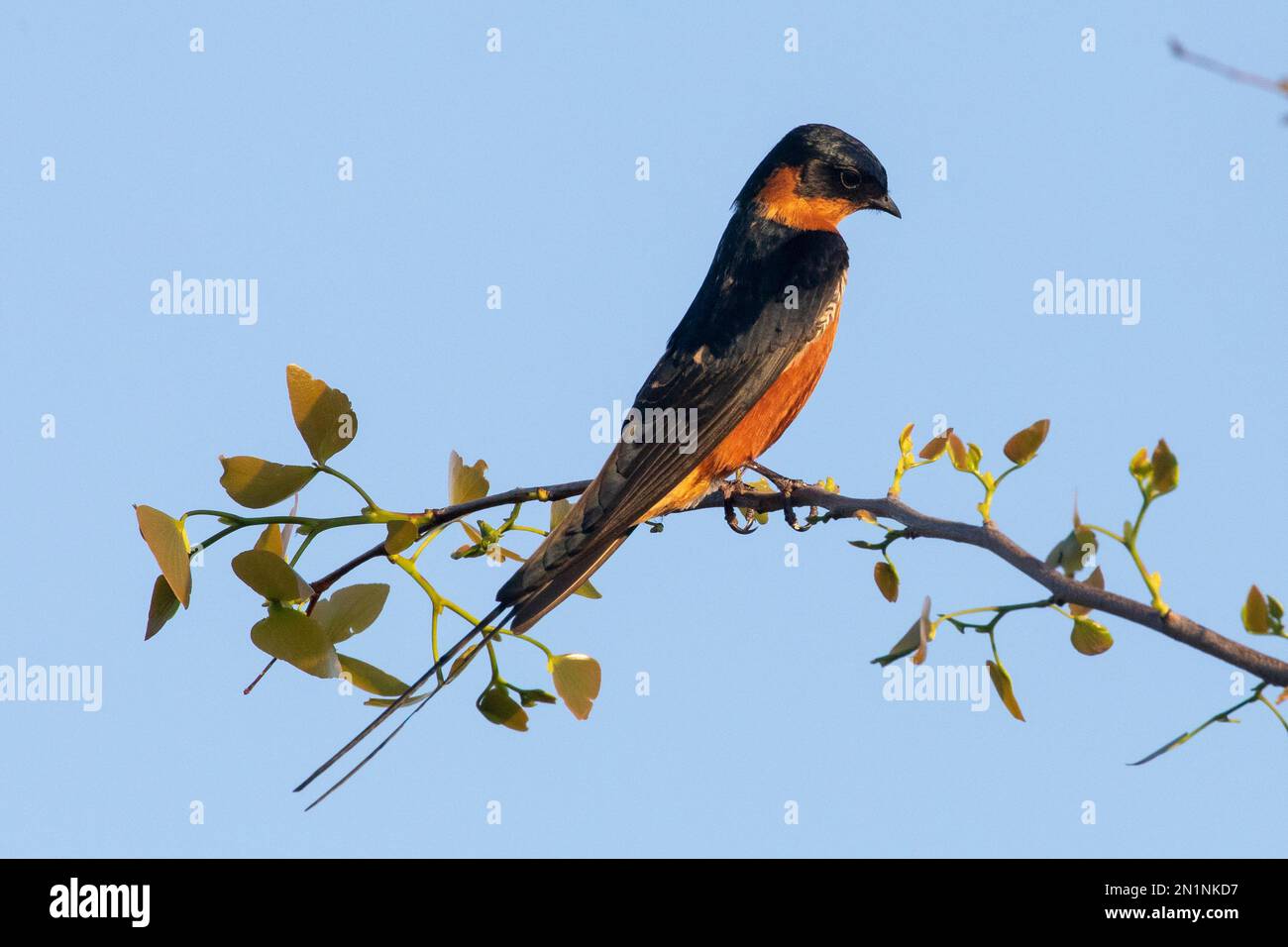 Red-breasted Swallow (Cecropis semirufa) is a migratory summer visitor ...