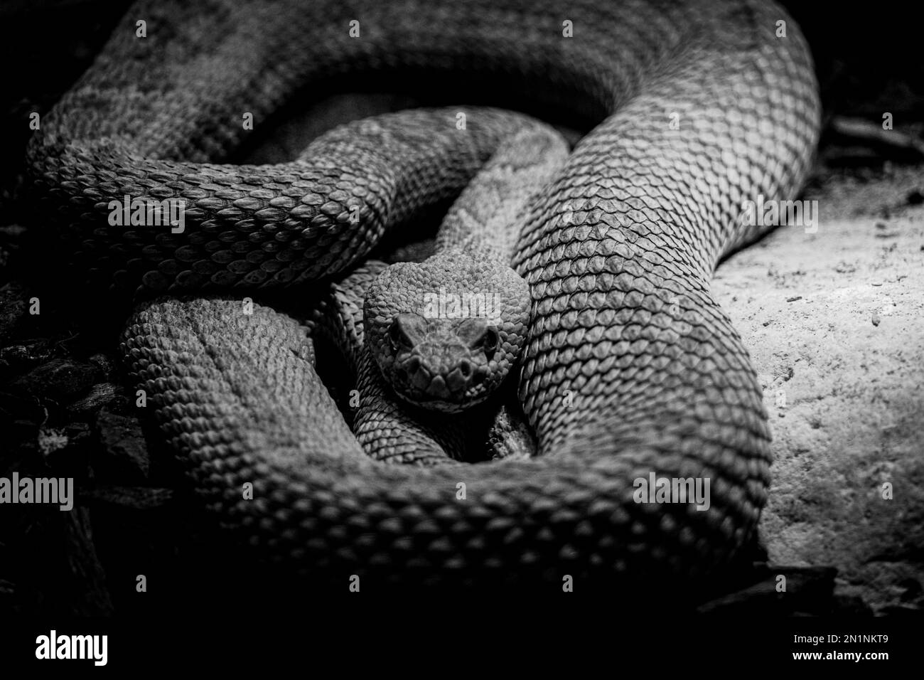 Pit viper Black and White Stock Photos & Images - Alamy