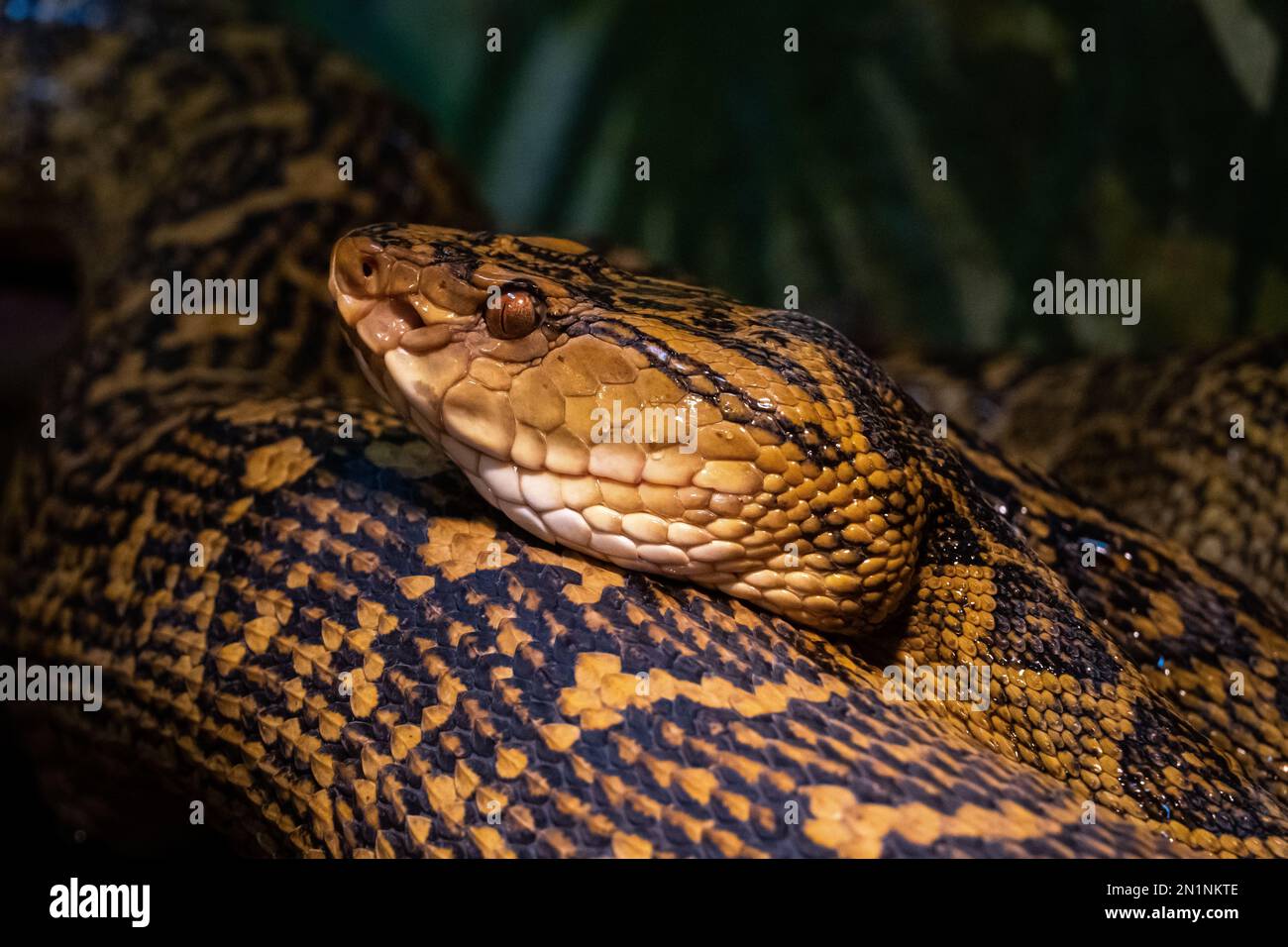 A closeup of a Habu (Protobothrops flavoviridis Stock Photo - Alamy