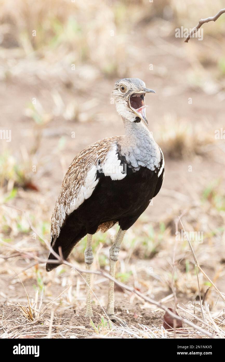 Red crested bustard hi-res stock photography and images - Alamy