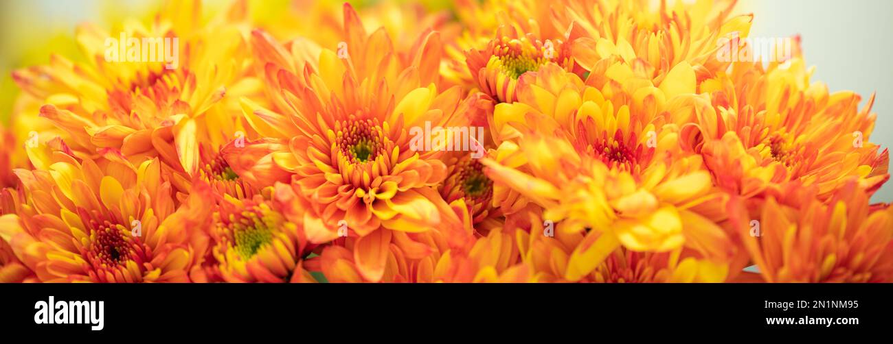 Closeup of yellow and orange Mums flower on white background with copy ...