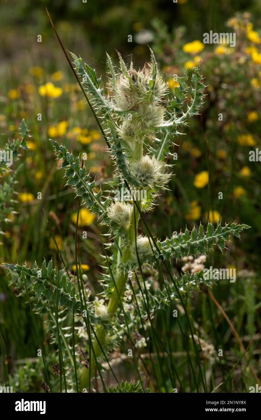 An Alpine Thistle (Cirsium scopulorum), one of the few species of ...