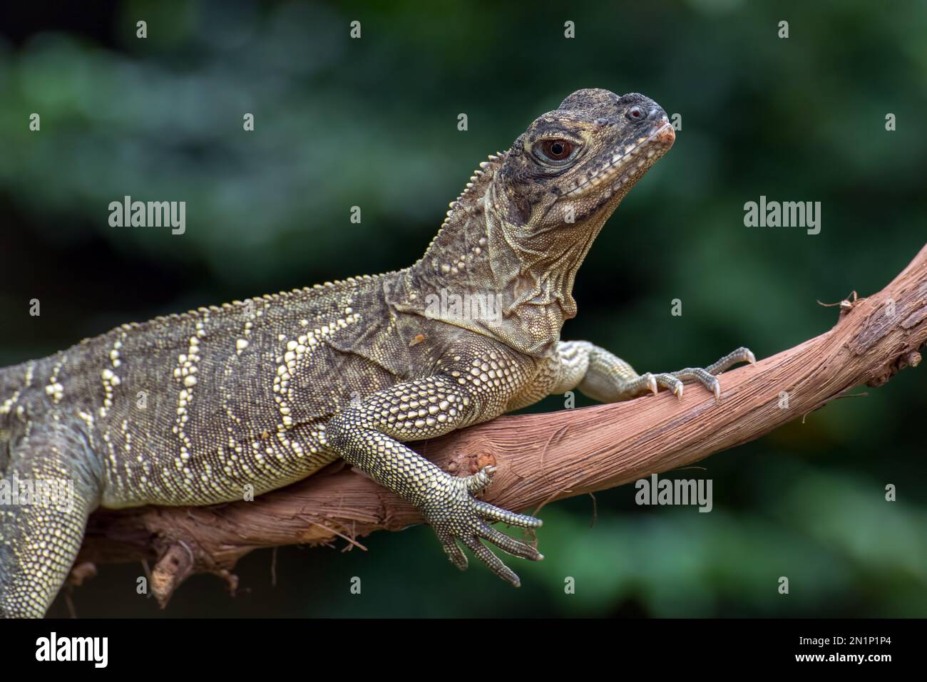 Hydrosaurus on tree trunk Stock Photo - Alamy