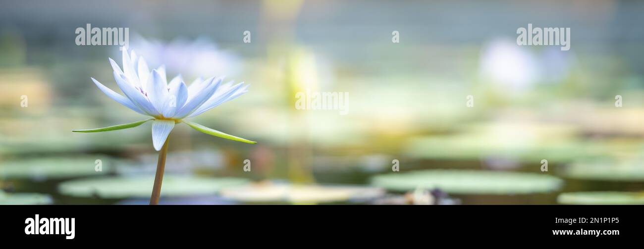 Closeup of white water Lotus in the pond with green leaf using as ...