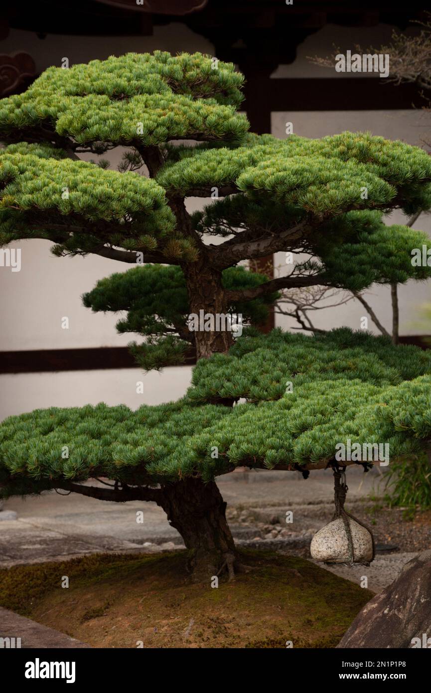 A beautifully sculpted pine tree, one branch weighed down with a rock ...