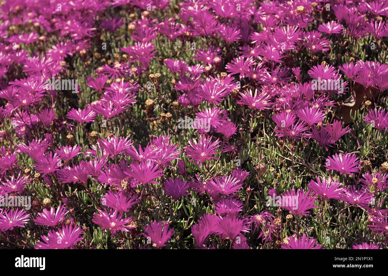 Purple daisy-like trailing ice plant delosperma flowers ground cover ...