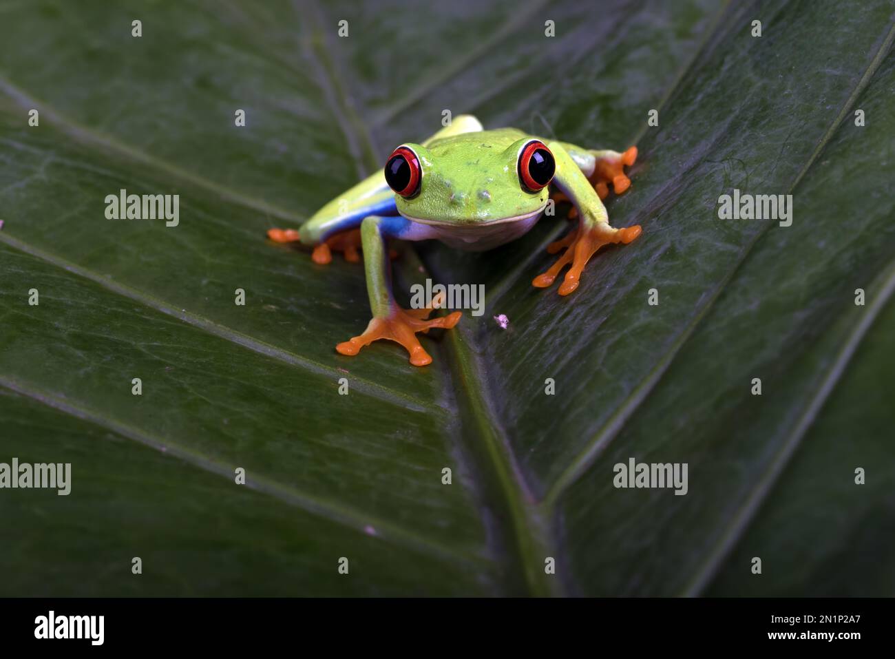 The red-eyed tree frog peeking through the lily petals Stock Photo - Alamy