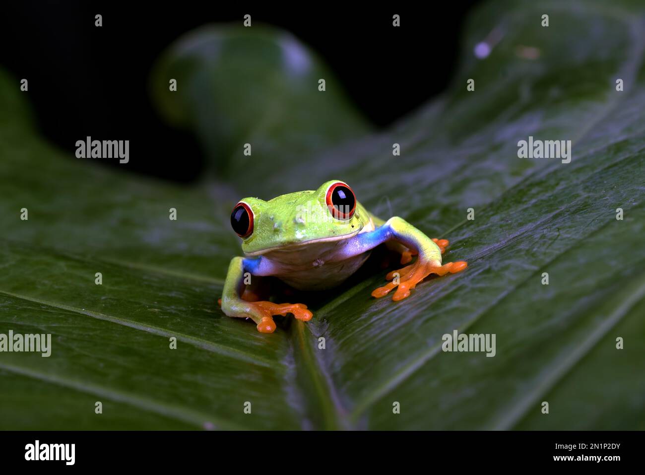 The red-eyed tree frog peeking through the lily petals Stock Photo - Alamy