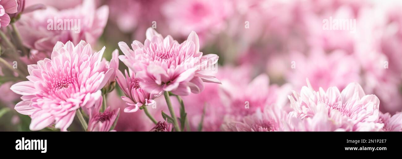 Closeup of pink Mums flower on white background with copy space using ...