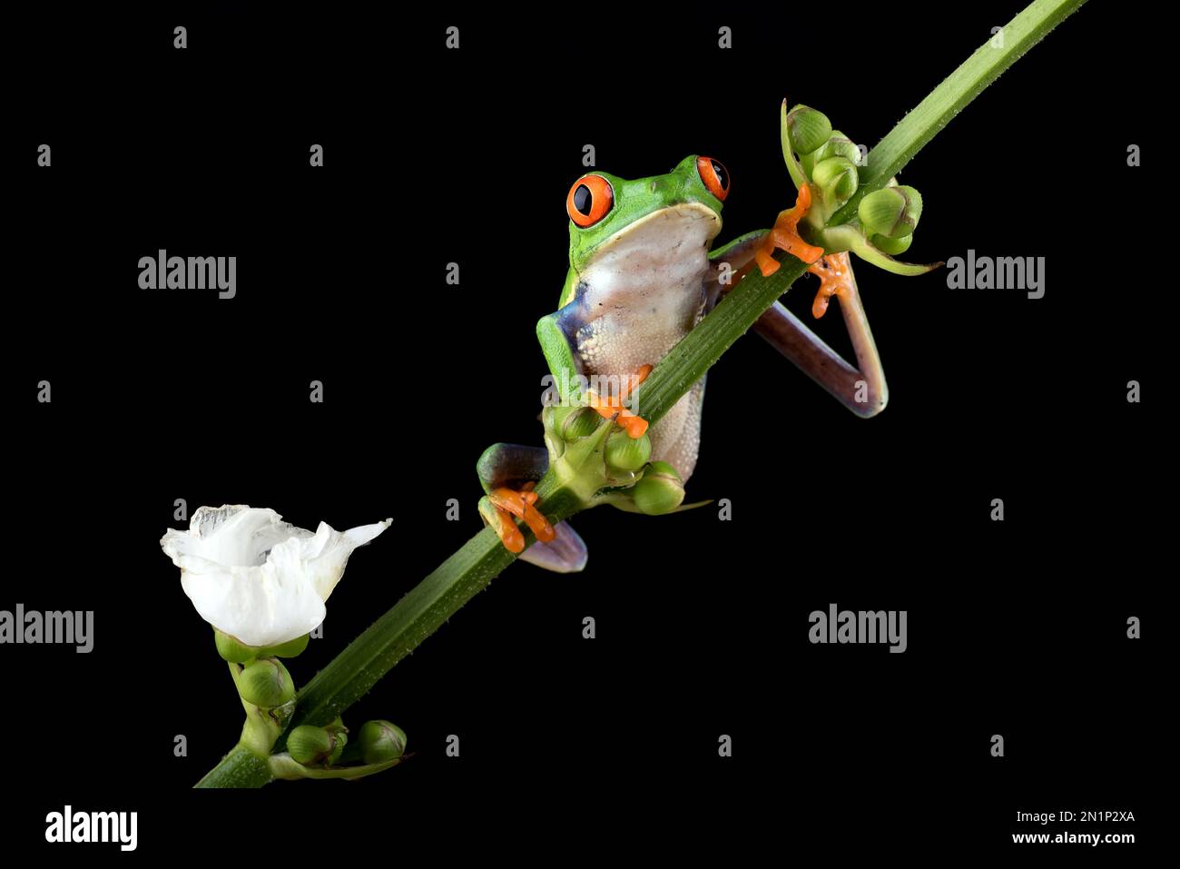 The red-eyed tree frog peeking through the lily petals Stock Photo - Alamy