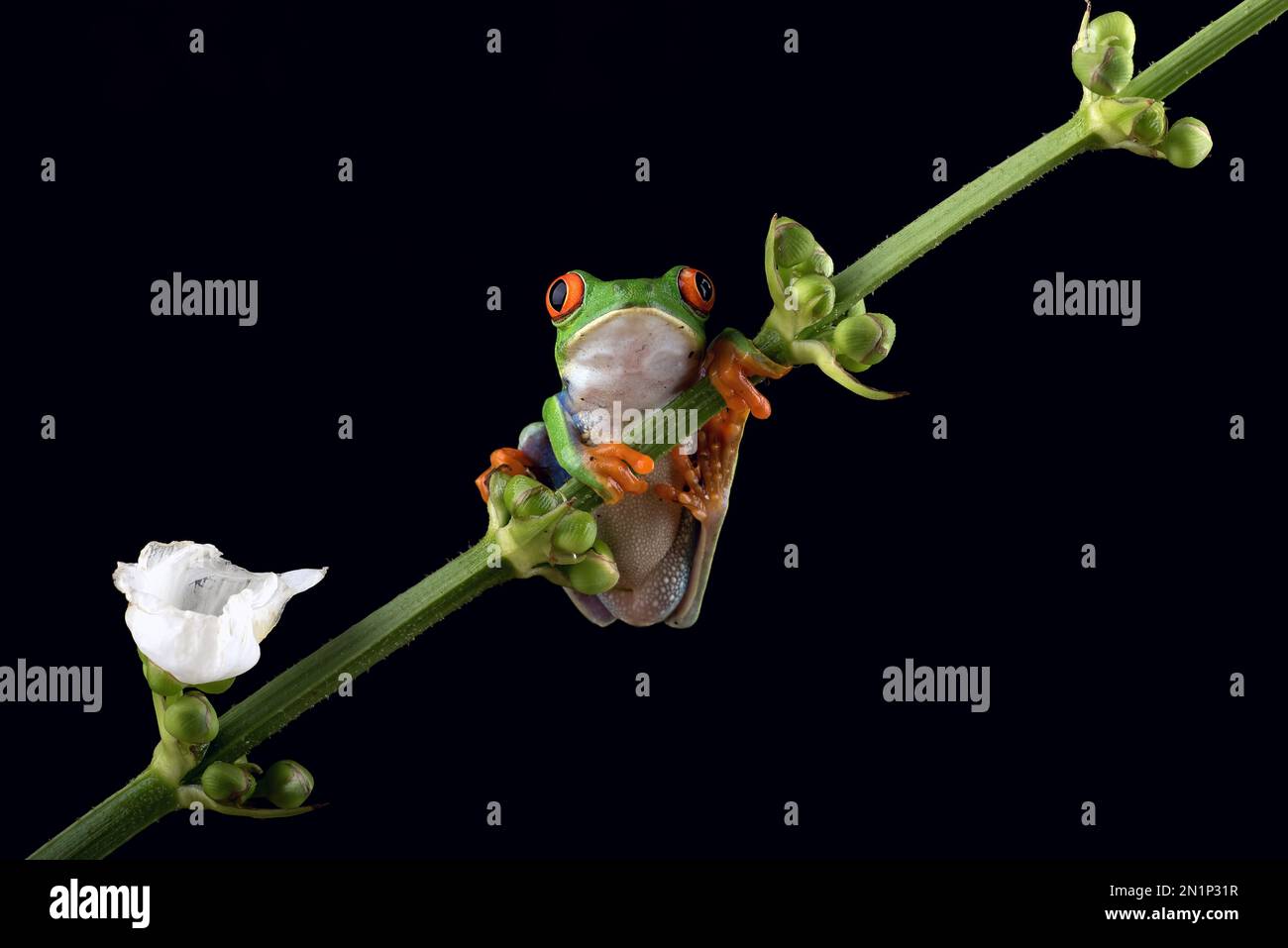 The red-eyed tree frog peeking through the lily petals Stock Photo - Alamy