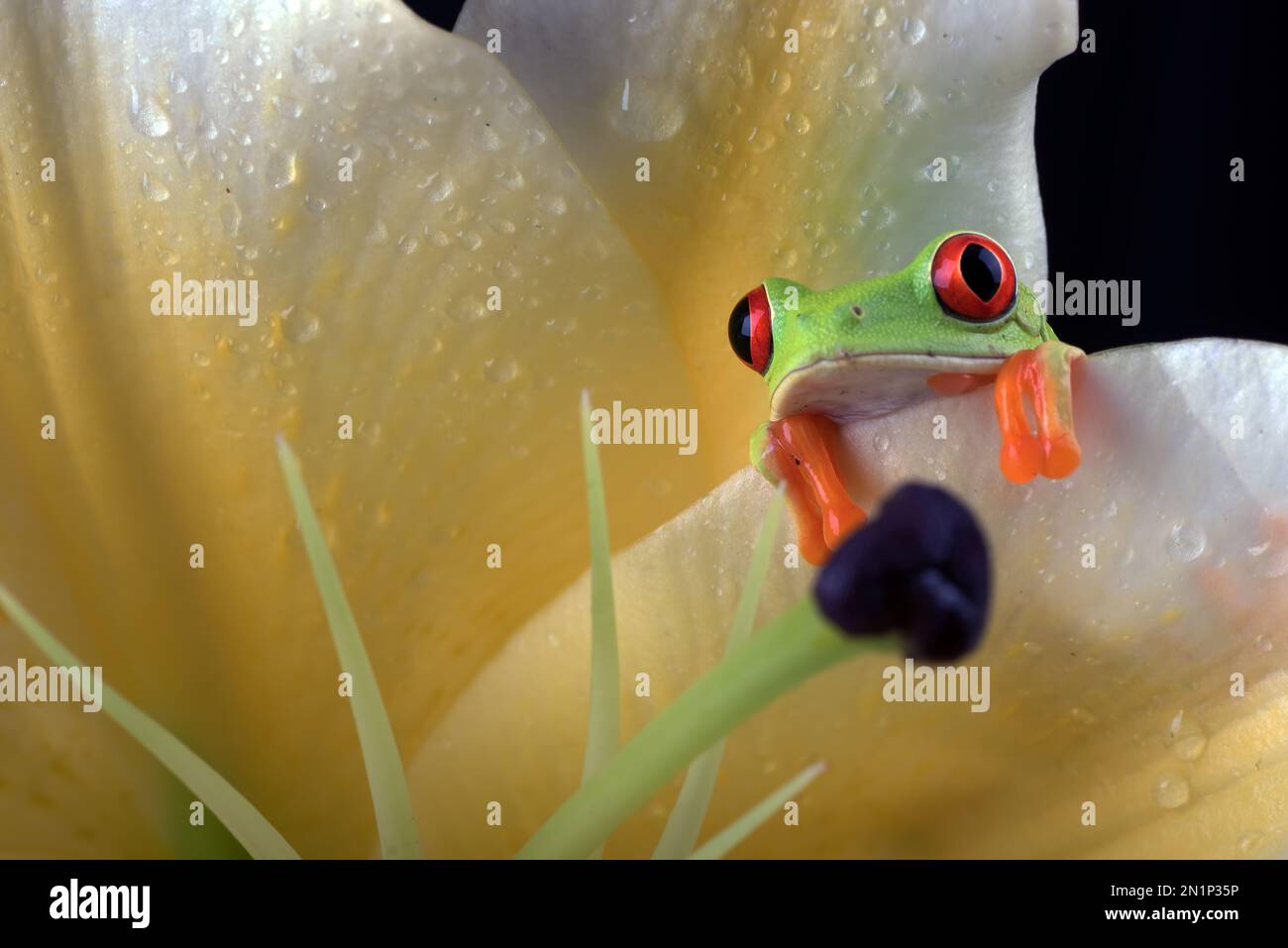 The red-eyed tree frog peeking through the lily petals Stock Photo - Alamy