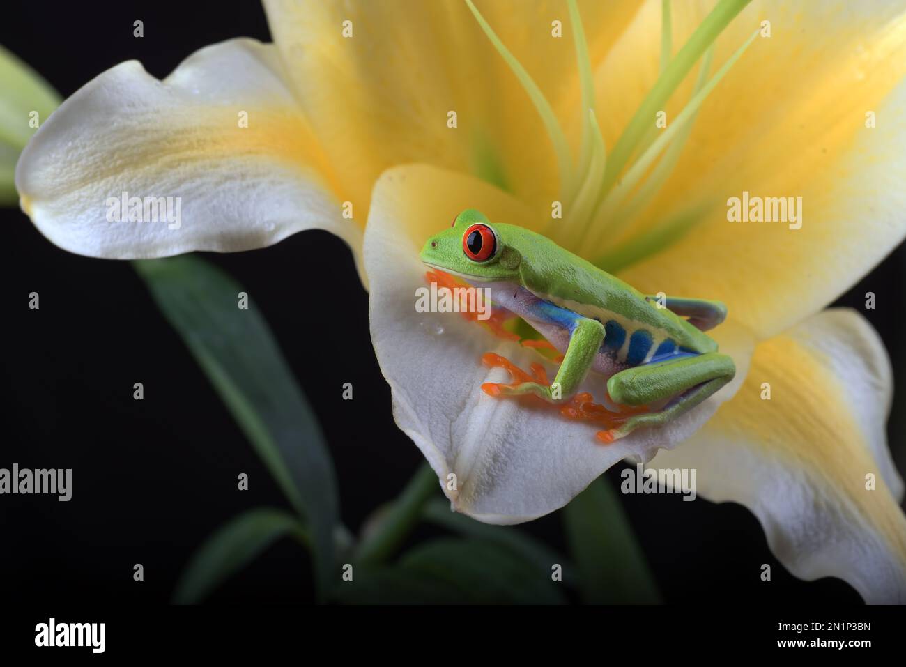 The red-eyed tree frog peeking through the lily petals Stock Photo - Alamy
