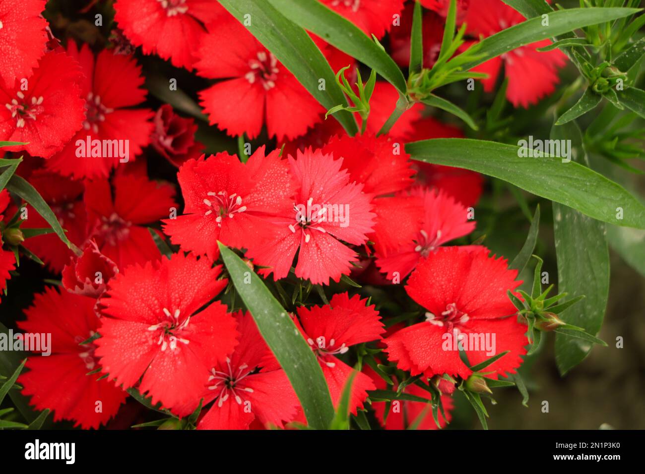 Red dianthus flower in a garden of asia Stock Photo - Alamy