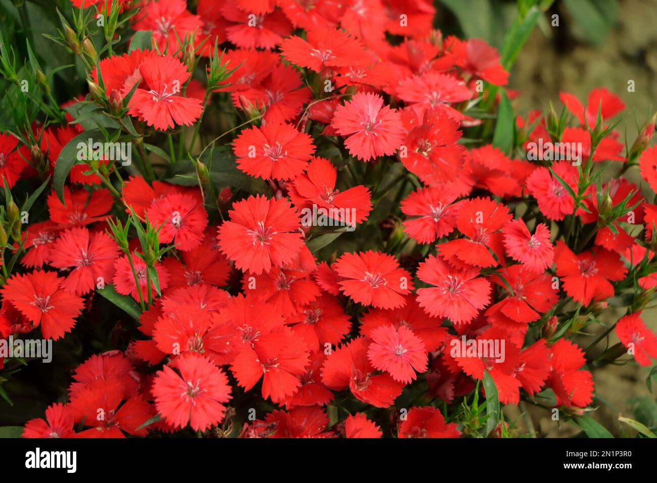 Red dianthus flower blooming in a botanical garden Stock Photo - Alamy