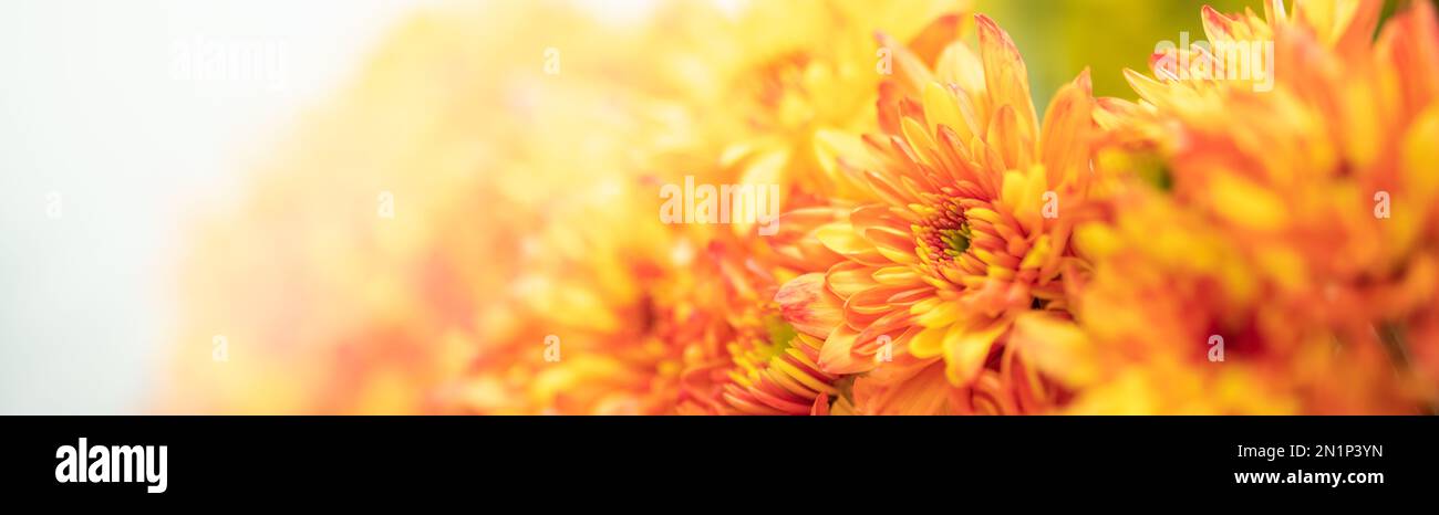 Closeup of orange and yellow Mums flower on white background with copy ...