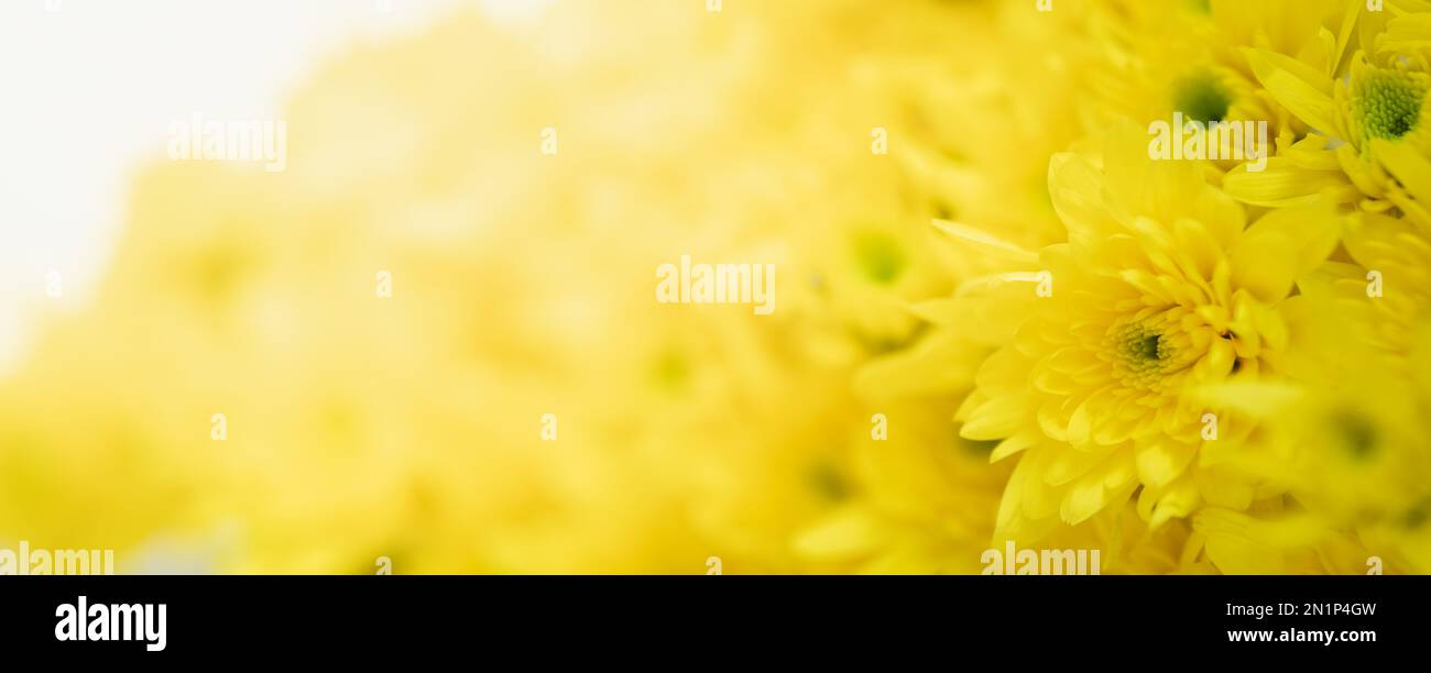 Closeup of yellow Mums flower using as background natural flora ...