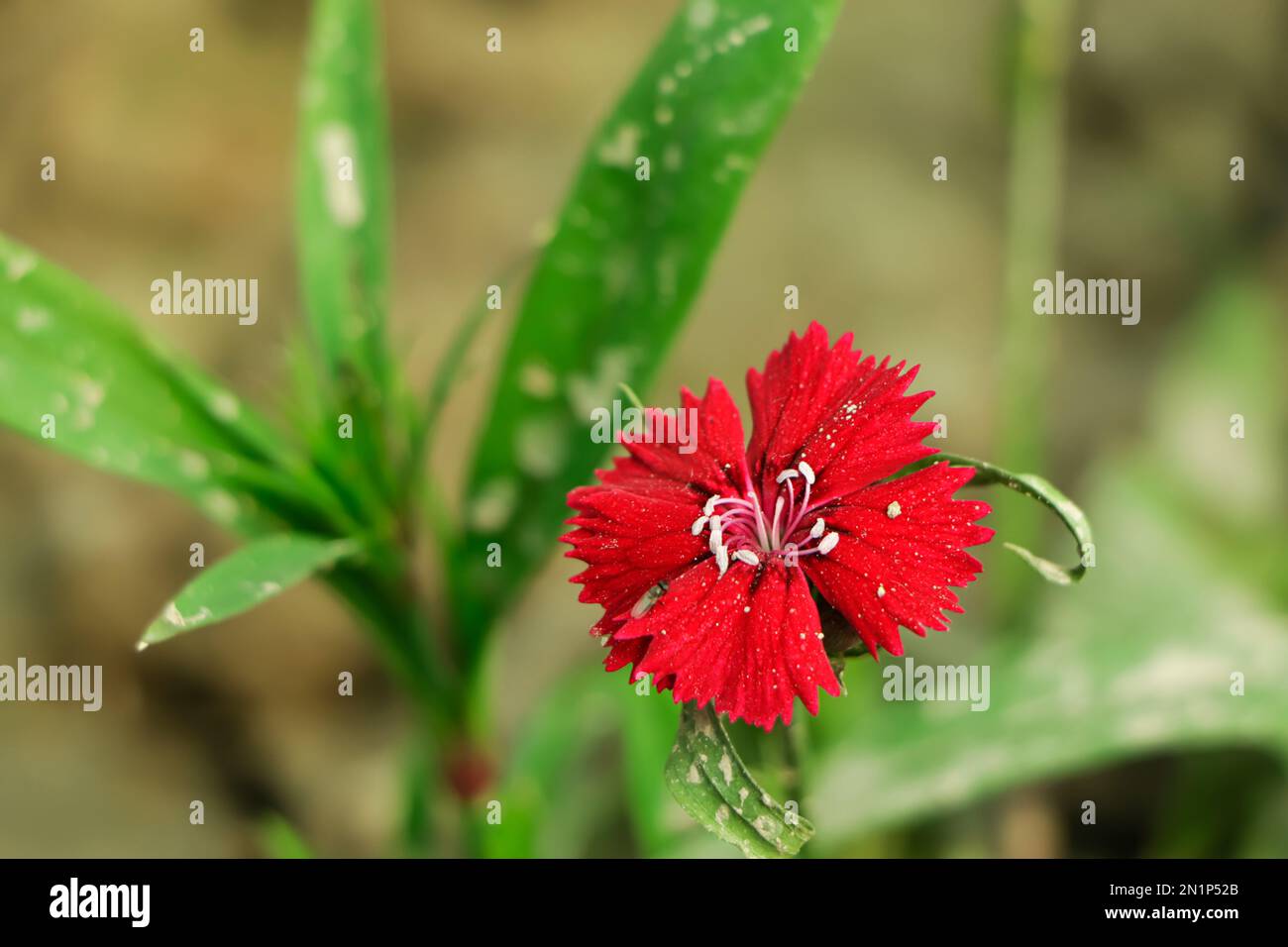 The flowers of Dianthus barbatus 'Sooty' Stock Photo - Alamy