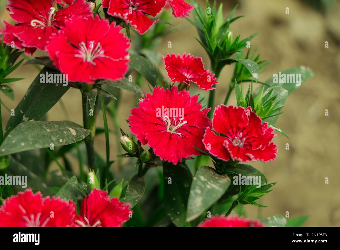 Dianthus hybrid hi-res stock photography and images - Alamy