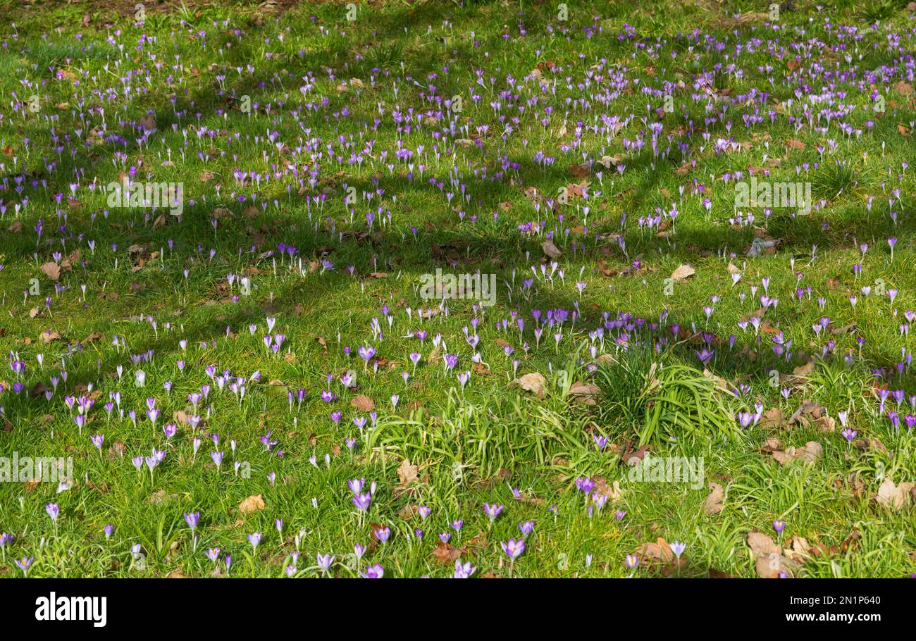 Crocuses growing in shadow of a tree at Parkstone, Poole, Dorset in ...