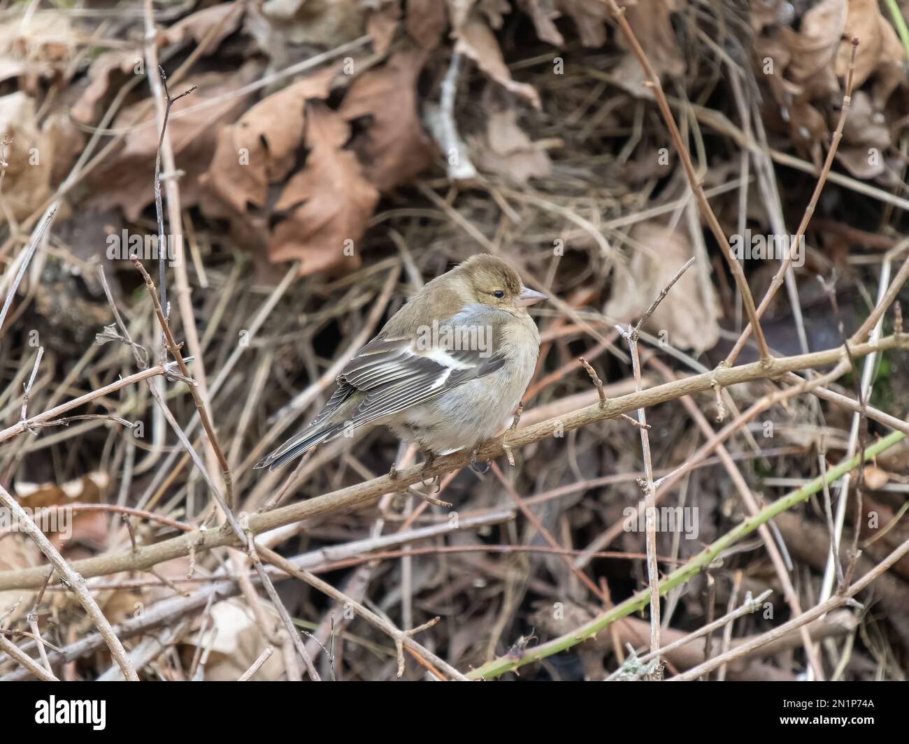 Female Chaffinch Perced on a Branch Stock Photo - Alamy