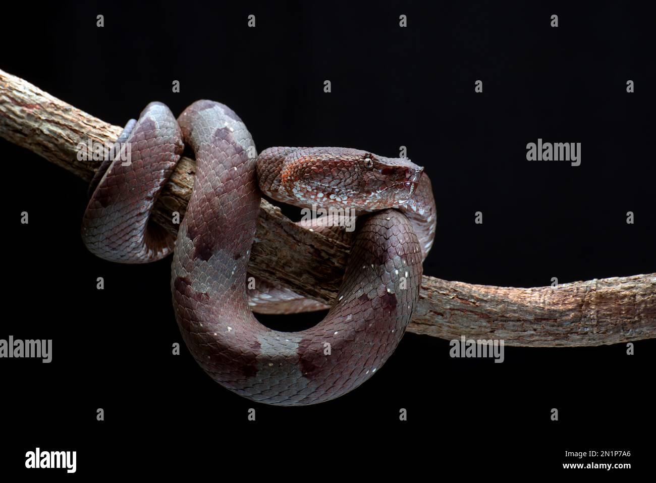 Pit viper food hi-res stock photography and images - Alamy