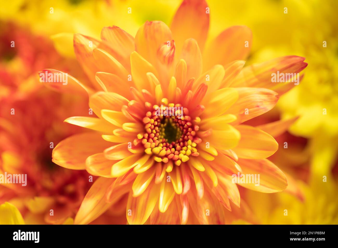 Closeup of orange and yellow Mums flower using as background natural ...