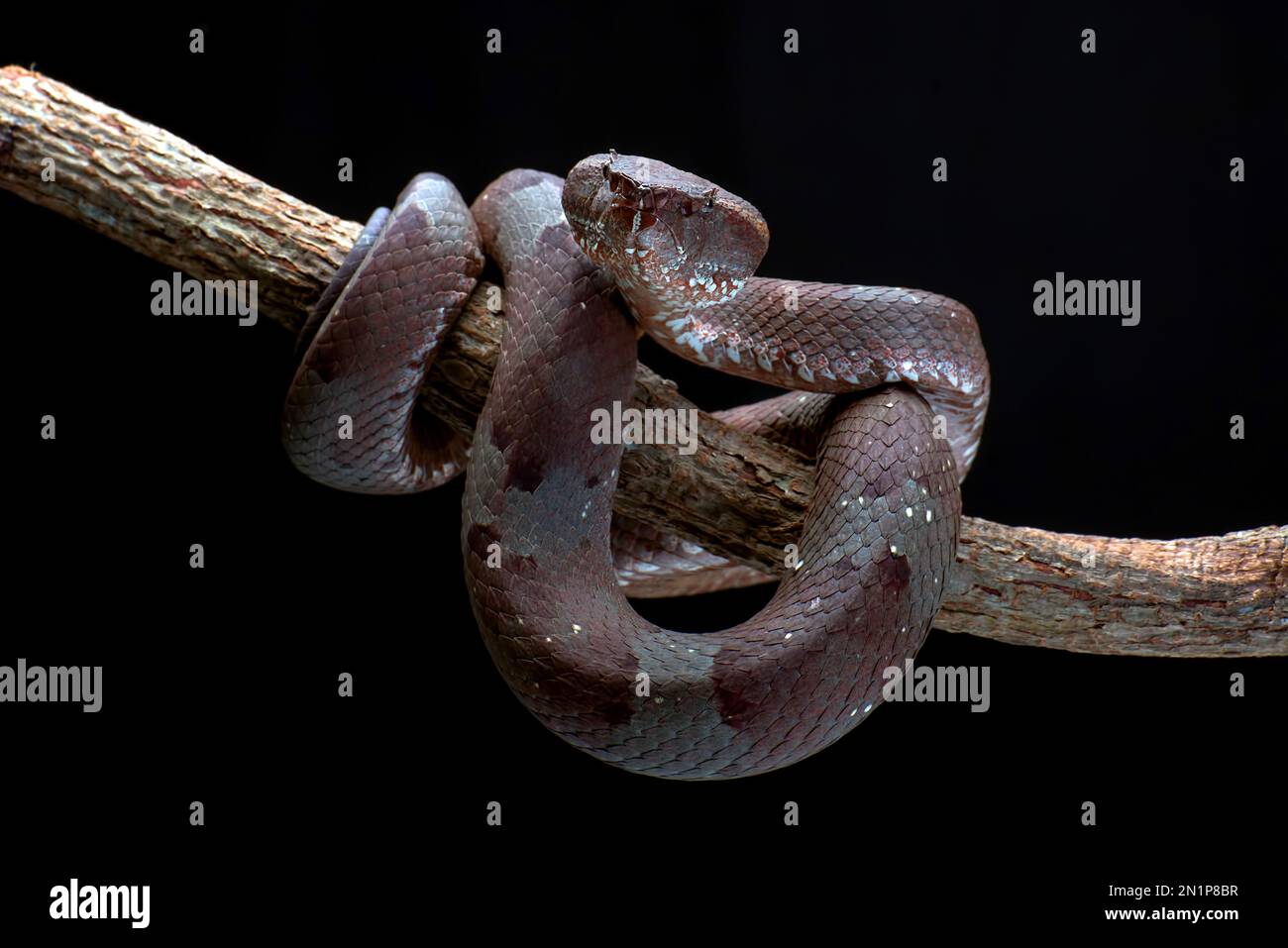 Pit viper food hi-res stock photography and images - Alamy