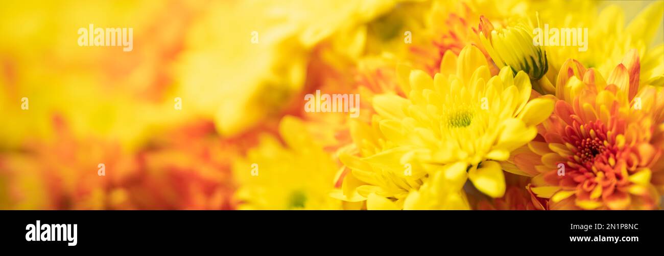 Closeup of yellow and orange Mums flower on white background with copy ...