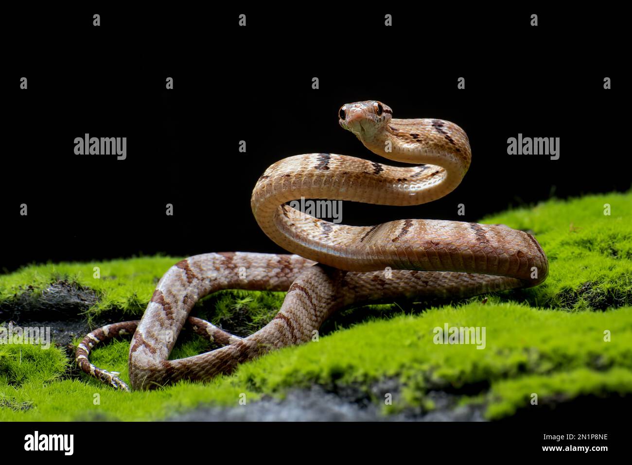 Dog-toothed Cat Snake in attack position Stock Photo - Alamy