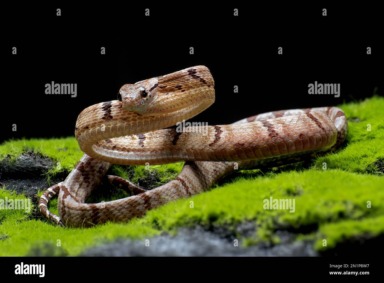 Dog-toothed Cat Snake in attack position Stock Photo - Alamy
