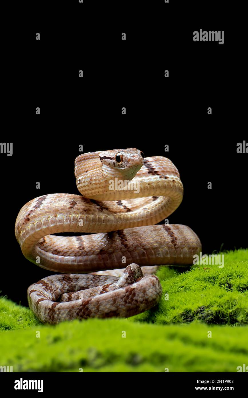 Dog-toothed Cat Snake in attack position Stock Photo - Alamy