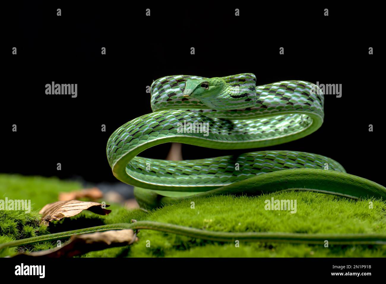 Green vine snake in attack position Stock Photo - Alamy
