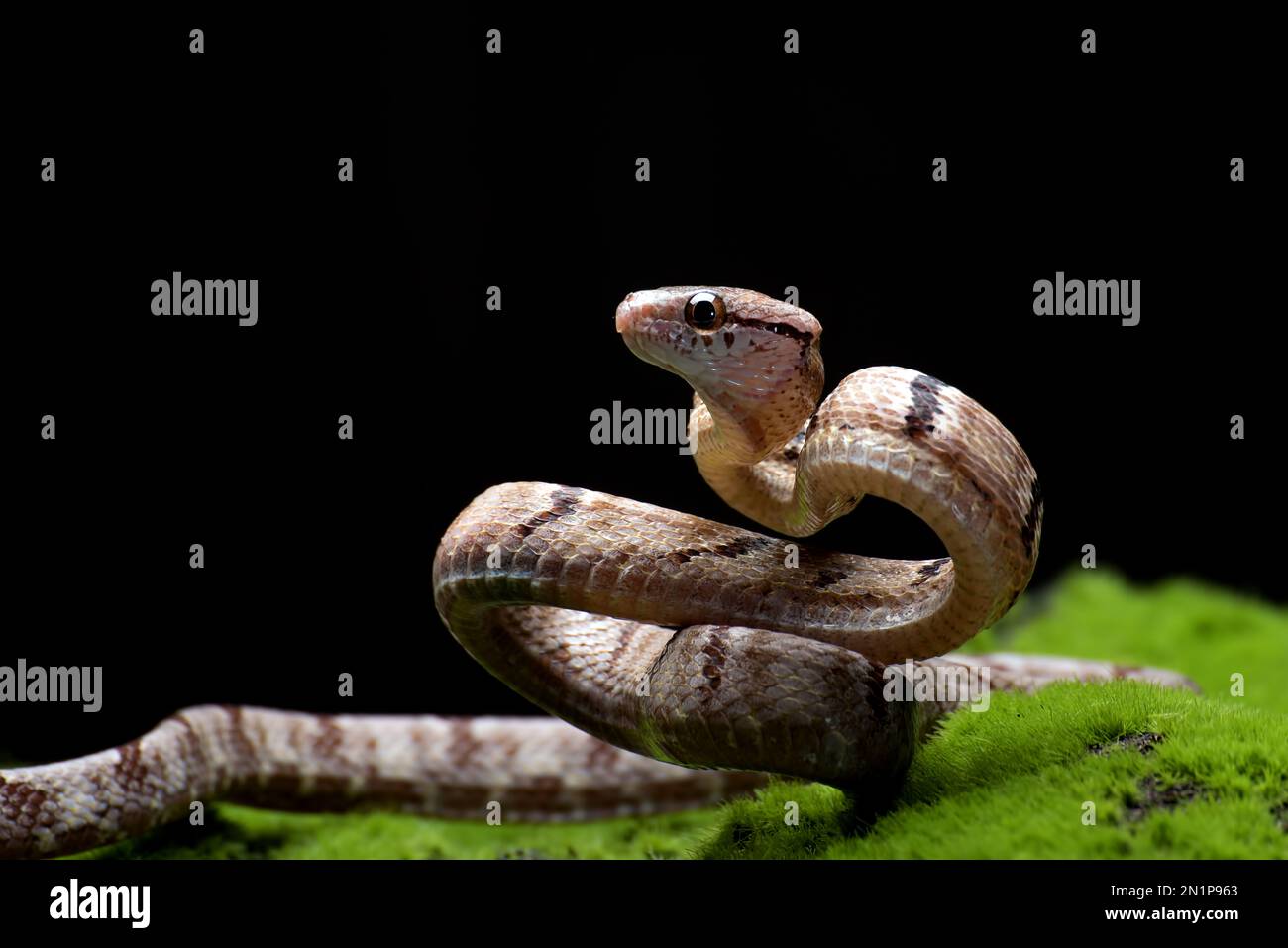 Dog-toothed Cat Snake in attack position Stock Photo - Alamy