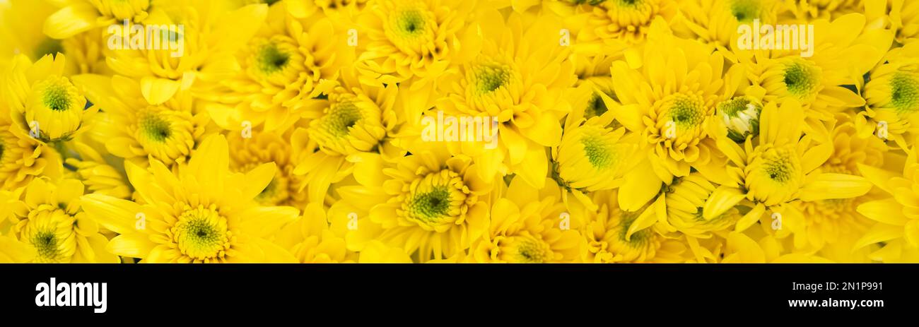 Closeup of yellow Mums flower using as background natural flora ...