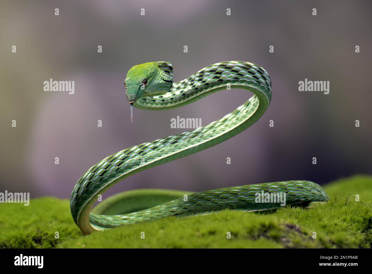 Is the green vine snake poisonous hi-res stock photography and images ...