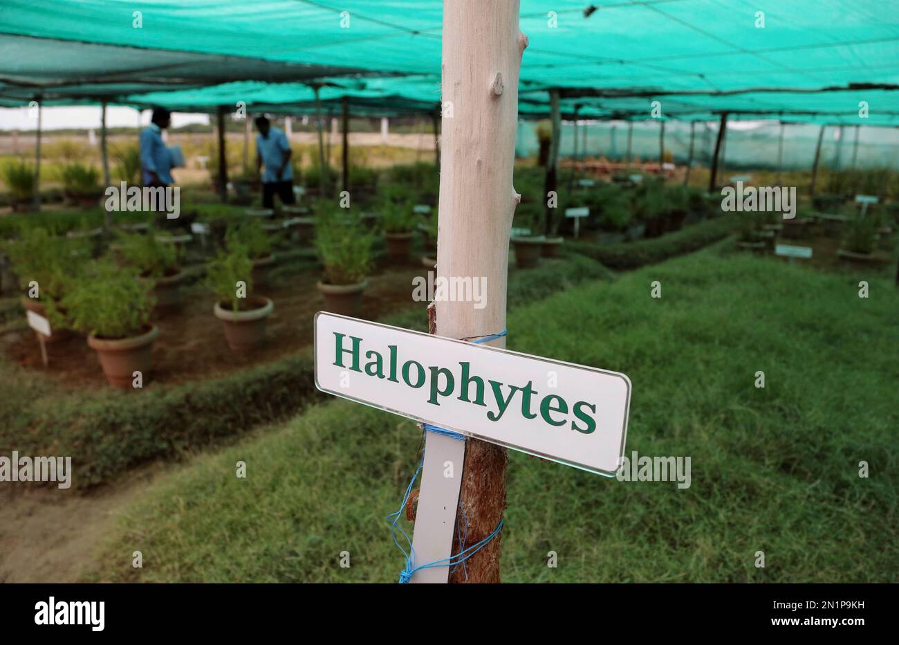 In this June 17, 2015 photo, a sign board reading "Halophytes" is ...