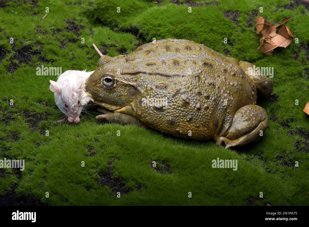 African bullfrog jump hi-res stock photography and images - Alamy