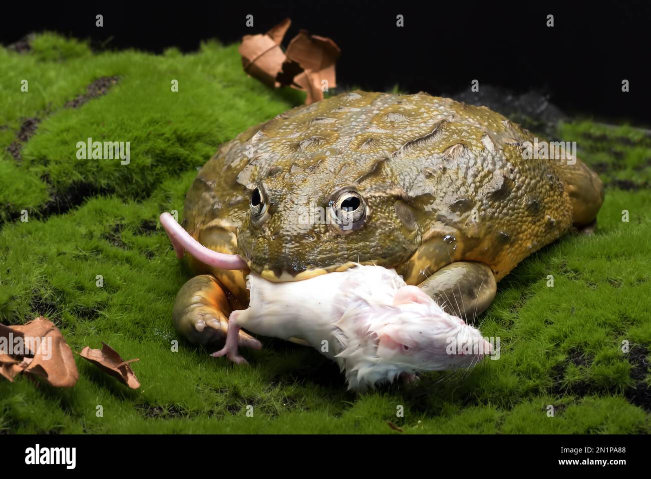 African bull frog eating a mouse as its prey Stock Photo - Alamy