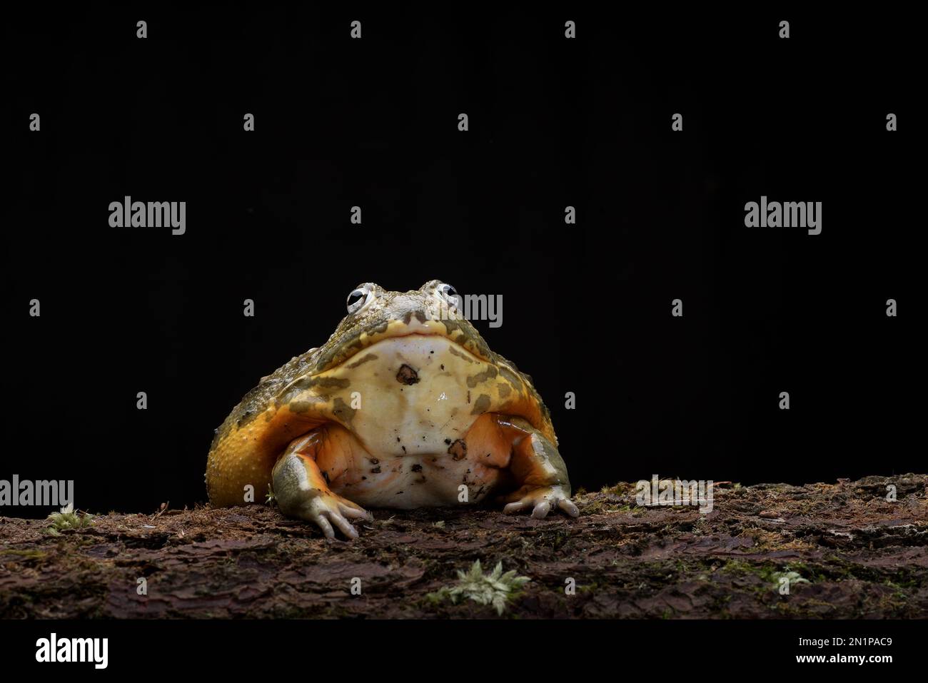 African bull frog eating a mouse as its prey Stock Photo - Alamy