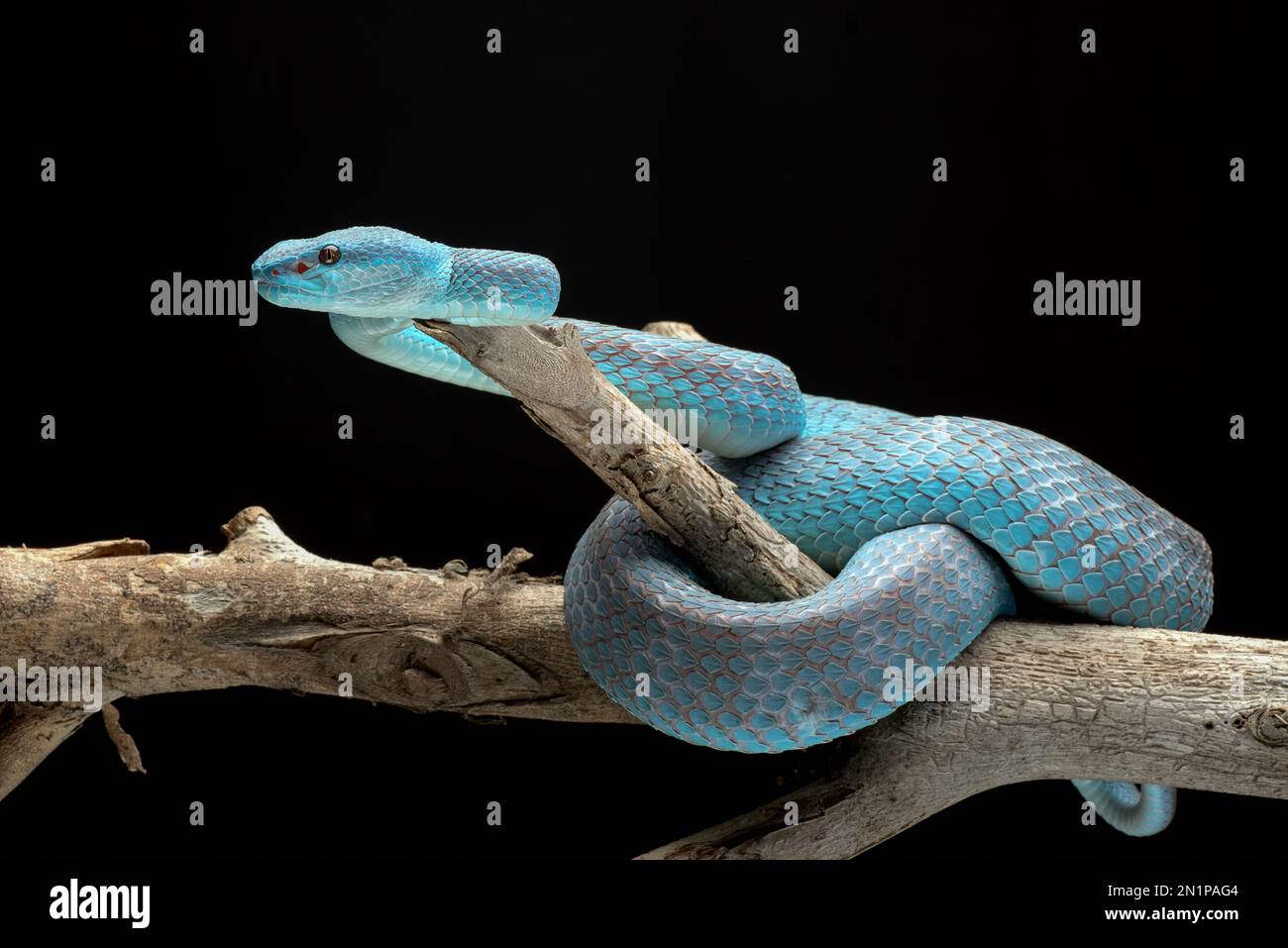 Blue pit viper hi-res stock photography and images - Alamy