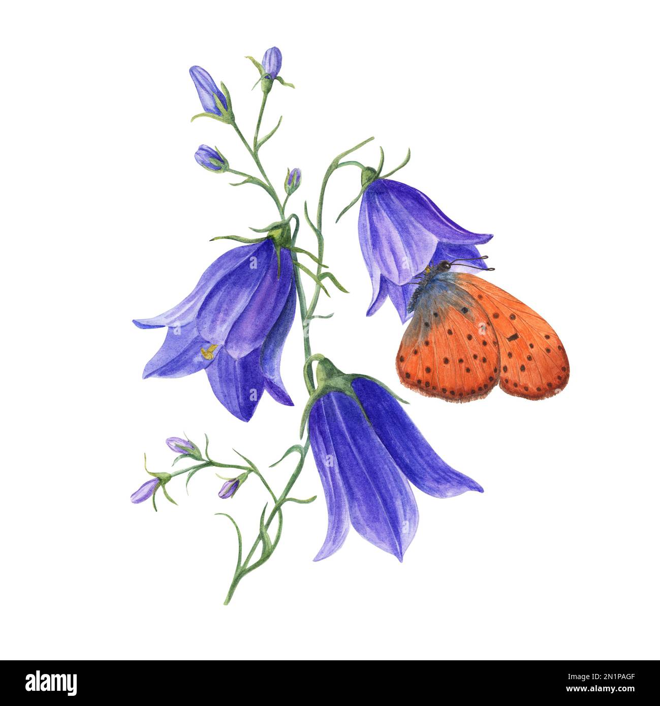 Watercolor copper-butterflies sitting on wild flower campanula isolated ...