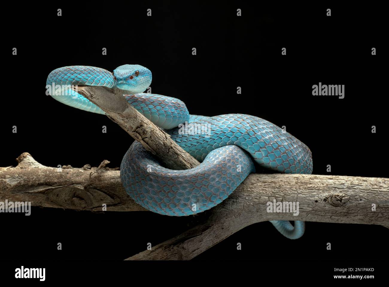 Blue pit viper in dark background Stock Photo - Alamy