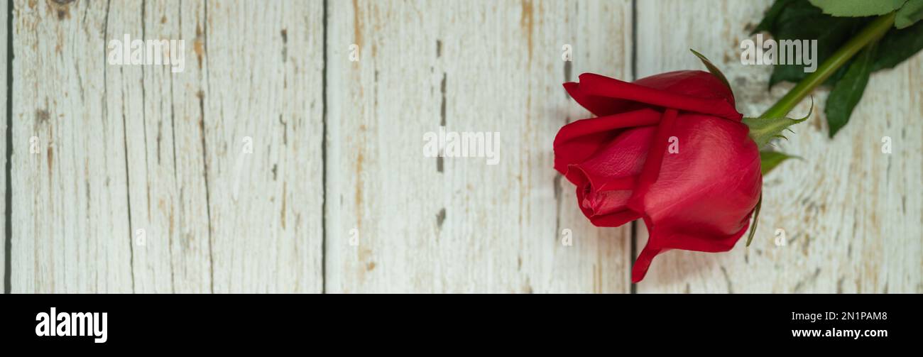 Closeup of beauty red rose flower on wooden plank with copy space ...