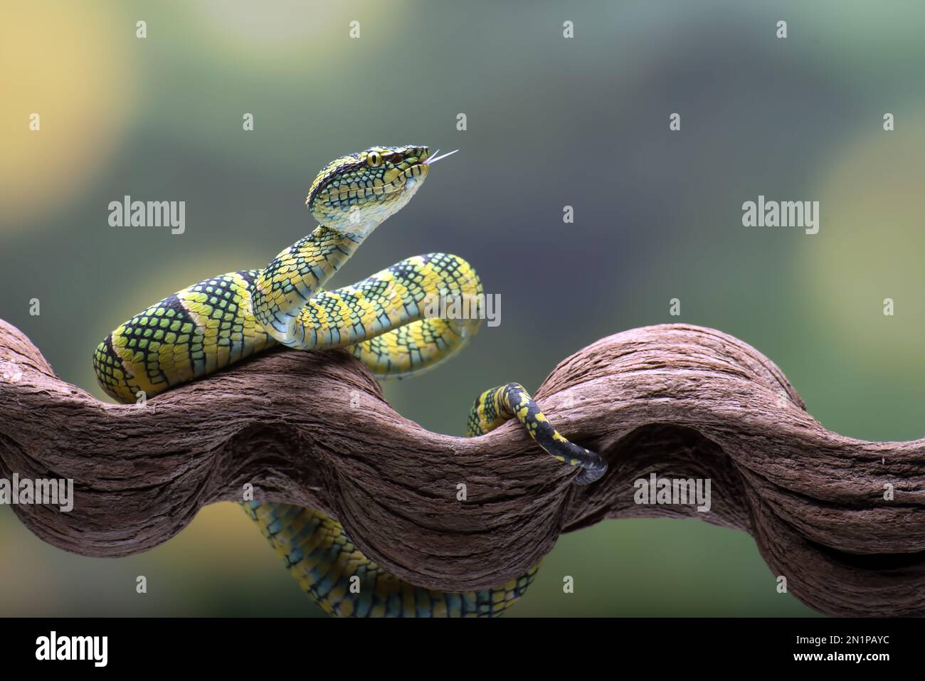 Pit viper food hi-res stock photography and images - Alamy